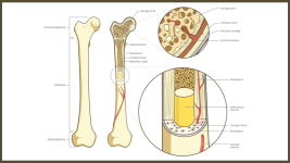 Animal Anatomy, Dissection Guides, and Labeling Practice