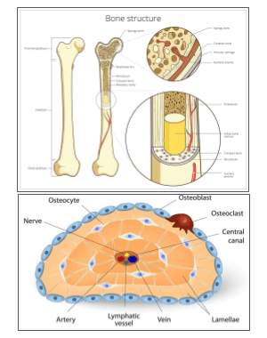 Bone Anatomy and Physiology - Resources for Students