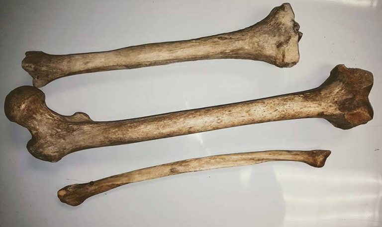 Forensics Activity: The Mystery of the Bones