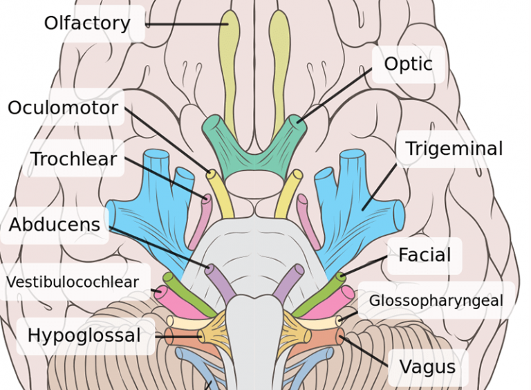 Student Activity – Learn the Cranial Nerves