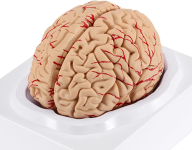 Virtual Brain Dissection Using Google Slides