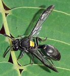 Brazilian Wasp Venom Kills Cancer Cells – CER
