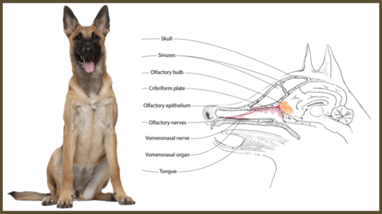 Animal Anatomy, Dissection Guides, and Labeling Practice