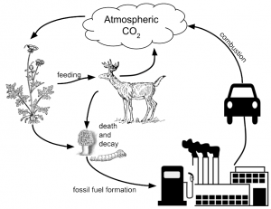 respiration | The Biology Corner