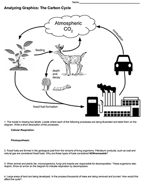Analyzing Graphics: The Carbon Cycle