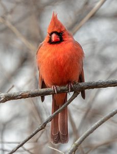 How Did the Cardinal Get His Red Feathers (CER)