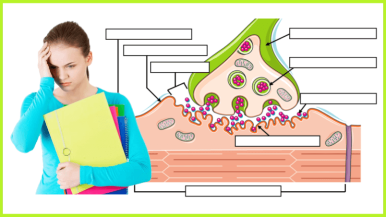 Animal Anatomy, Dissection Guides, and Labeling Practice
