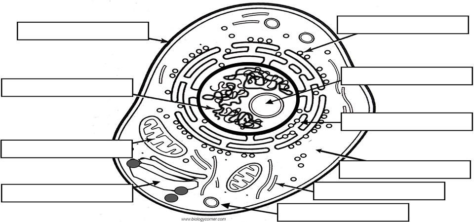 Reinforcement Cell Structures
