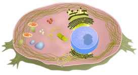 Explore the Cell with Interactives from CellsAlive