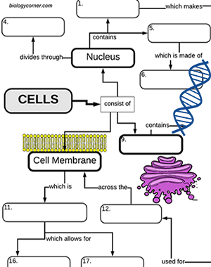 Cell Structures and Function - A Graphic Organizer