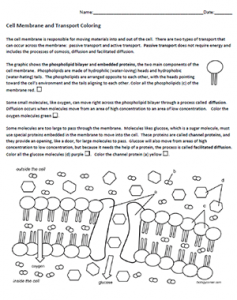 Color the Phospholipids and Proteins of the Cell Membrane