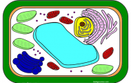 How Mitochondria Produce Energy for the Cell