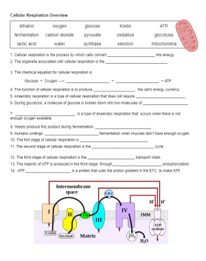 Cellular Respiration Overview - Vocabulary and Labeling