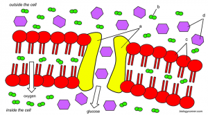 Label a Graphic on the Cell Membrane and Transport