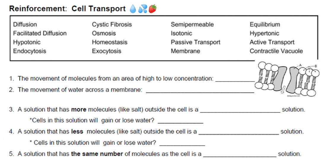 Cell Membrane Transport Graphic Organizer