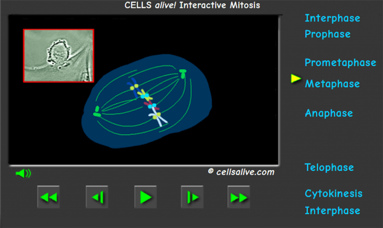 Cells Alive Worksheet
