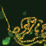 OpenStax Reading Guides