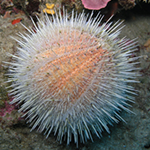 OpenStax Reading Guides