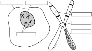 chromosome | The Biology Corner