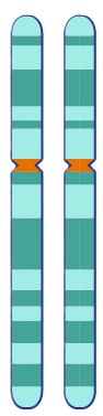 Chromosome Structure - A Simple Labeling Exercise