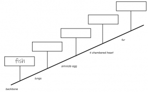 Student Activity - How Are Animals Arranged on a Cladogram?