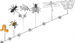 cladogram | The Biology Corner