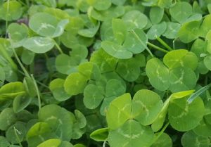 clover | The Biology Corner