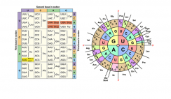 chart | | The Biology Corner