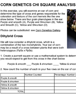 Corn Genetics and Chi Square Analysis