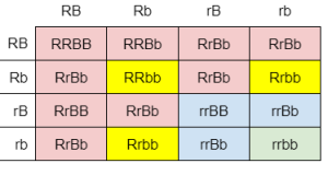 Corn Snake Genetics – Explore the Morphs!