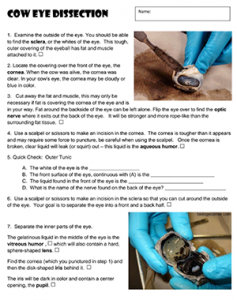 Cow Eye Dissection
