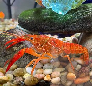 Investigation: External Anatomy of a Crayfish