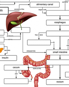 Digestive Concept Map