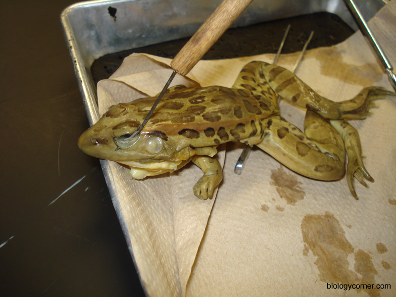 Frog Dissection Labeled Images Frog Dissection Labeled Images