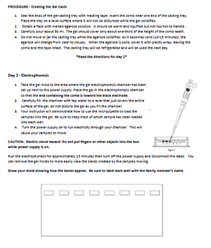 Investigation: Gel Electrophoresis and DNA