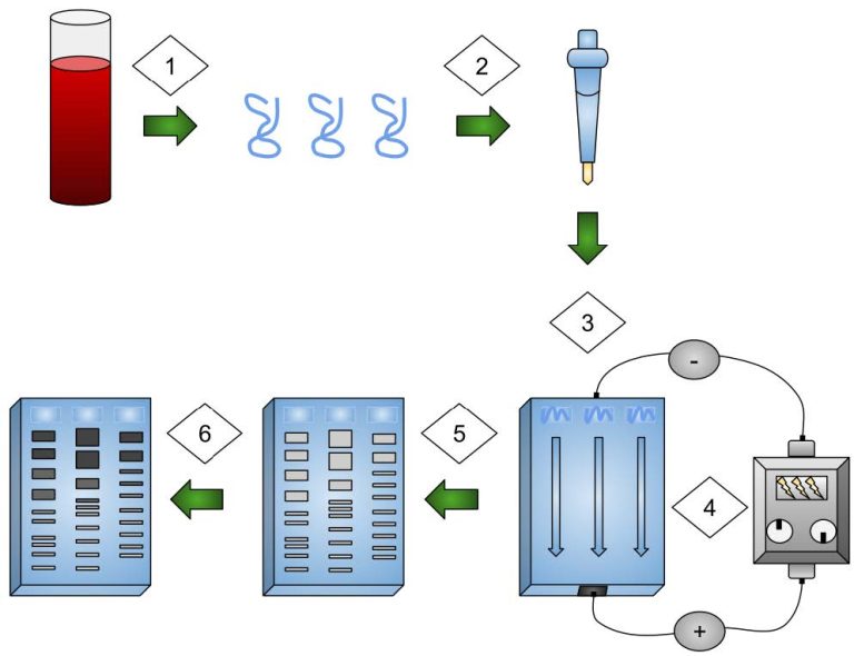Identifying Penguin Species with Restriction Enzymes