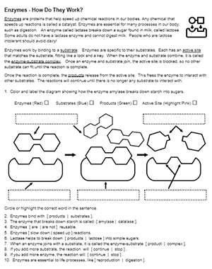 Enzymes - How Do They Work? - Simple Coloring Activity