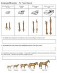 Examine the Evidence for Evolution with this Worksheet