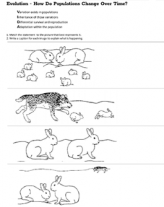 How Do Bunny Populations Change Over Time?