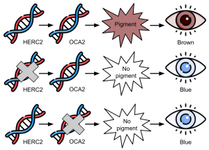 Case Study - The Complicated Genetics of Human Eye Color