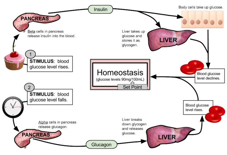 Practice Feedback Loops of the Endocrine System