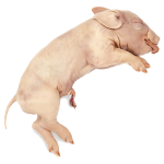 Animal Anatomy, Dissection Guides, and Labeling Practice