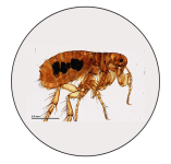 Microscope Introduction – “e” Lab