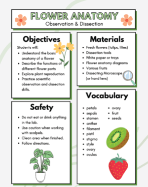 Explore the Structure of a Flower with a Hands-On Dissection