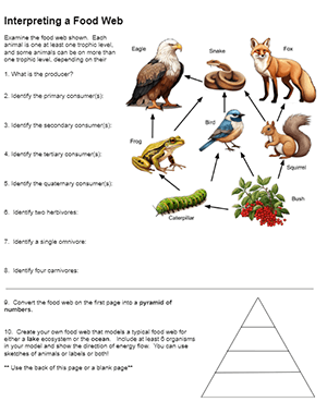 Interpreting a Food Web and Trophic Levels