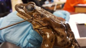 Frog Dissection, Labeled Images
