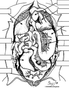 Frog Dissection - Anatomy Labeling Worksheet