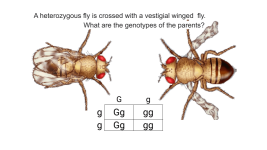 The Biology Corner – Resources for Teachers