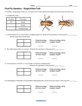 Fruit Fly Punnett Squares & Inheritance Patterns
