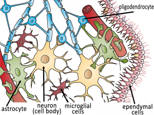 Color the Neuron and Neuroglia